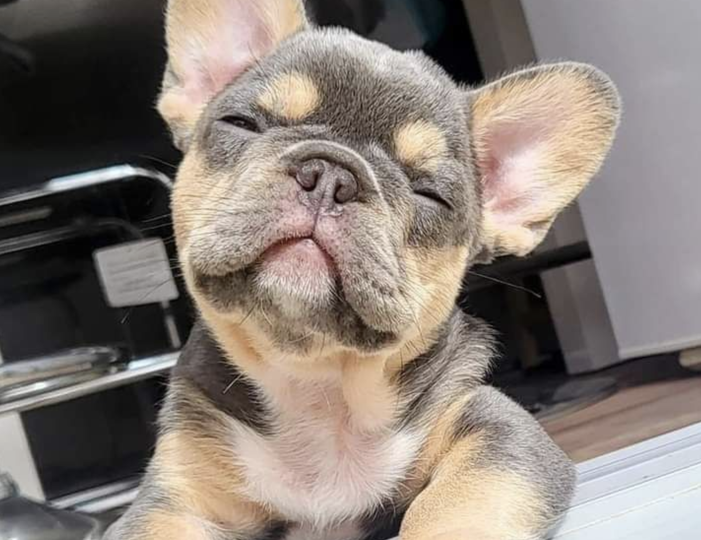 'Ik wil dat mijn vriend zijn verschrikkelijke hond weg doet als onze ...